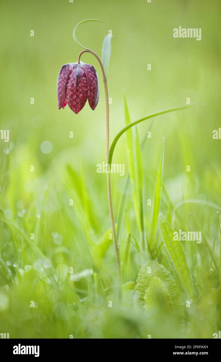 Flowering snakehead fritillary (Fritillaria meleagris), growing by the ...