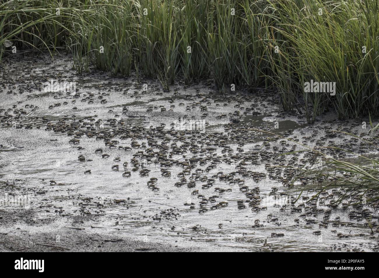 Mud Fiddler Crabs, Mud Crabs, Mud Fiddler Crabs, Other Animals, Crabs ...