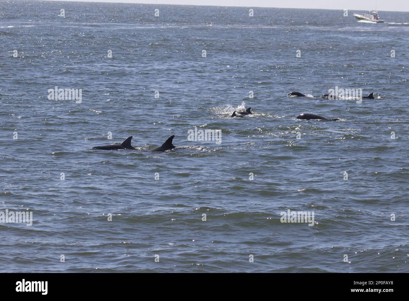 Bottlenose Dolphin, bottlenose dolphins, bottlenose dolphins, dolphins ...