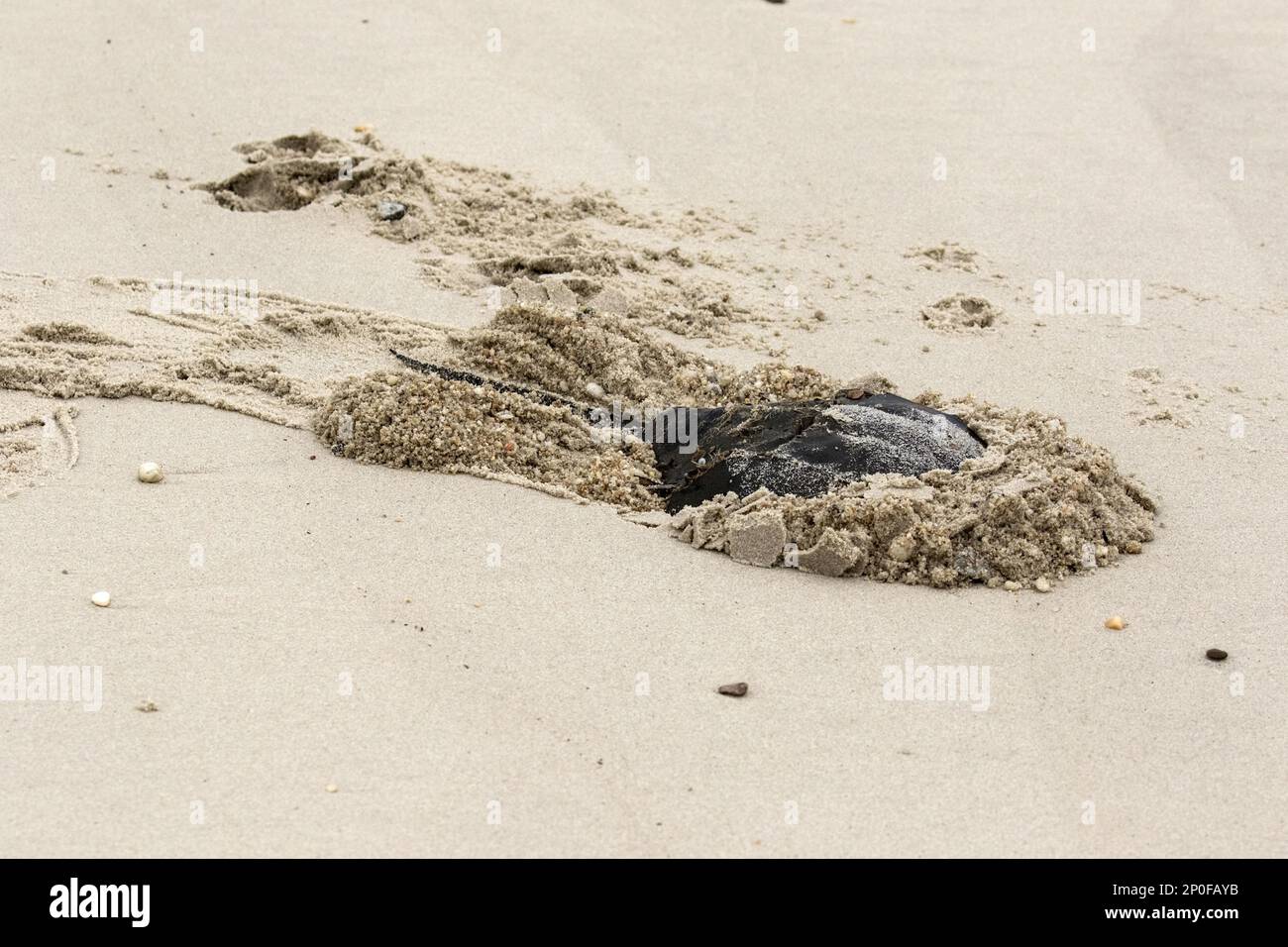 Animals, Other animals, Arrowhead crabs, Atlantic horseshoe crab adult ...