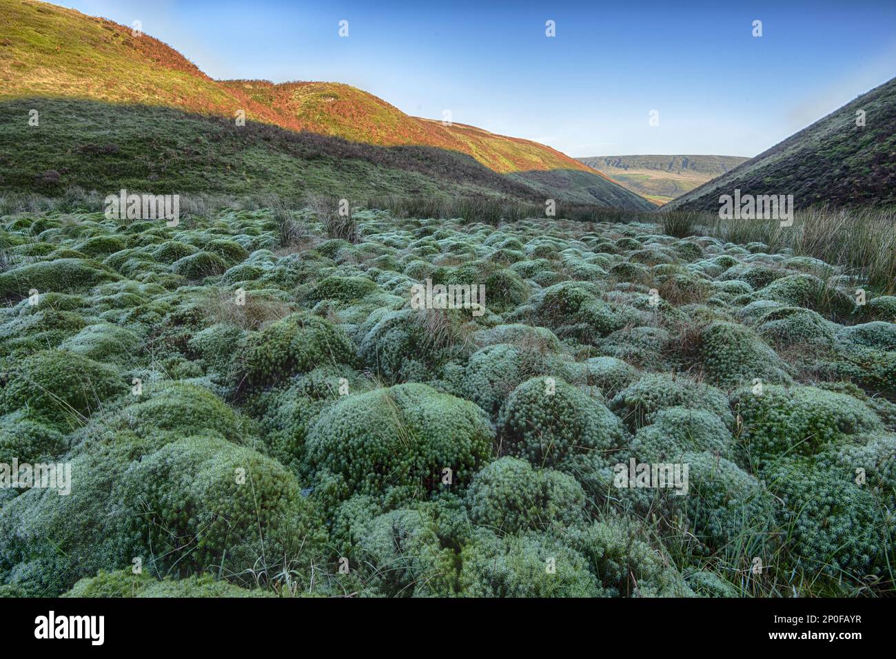 Peat moss growing in the valley habitat, Trough of Bowland, Forest of ...