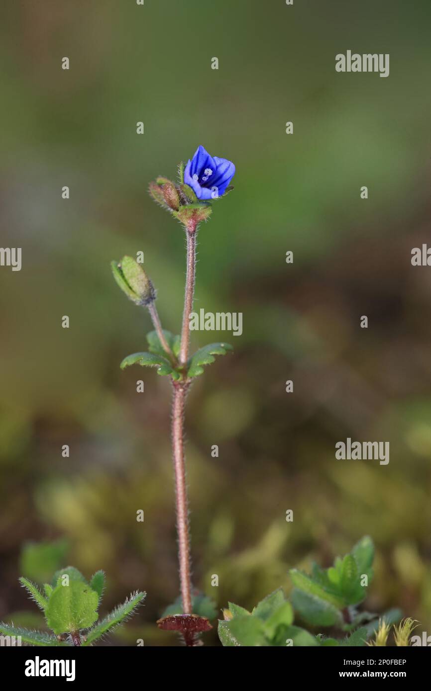 Early Speedwell (Veronica praecox), Early Flowering Speedwell, Plantain ...