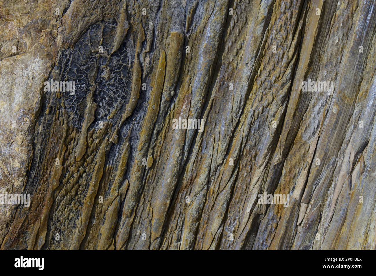 Prehistoric forest wales hi-res stock photography and images - Alamy