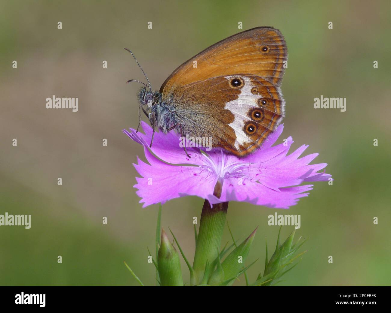Pearl heath (Coenonimpha arcania) adult on maiden rose (Dianthus ...