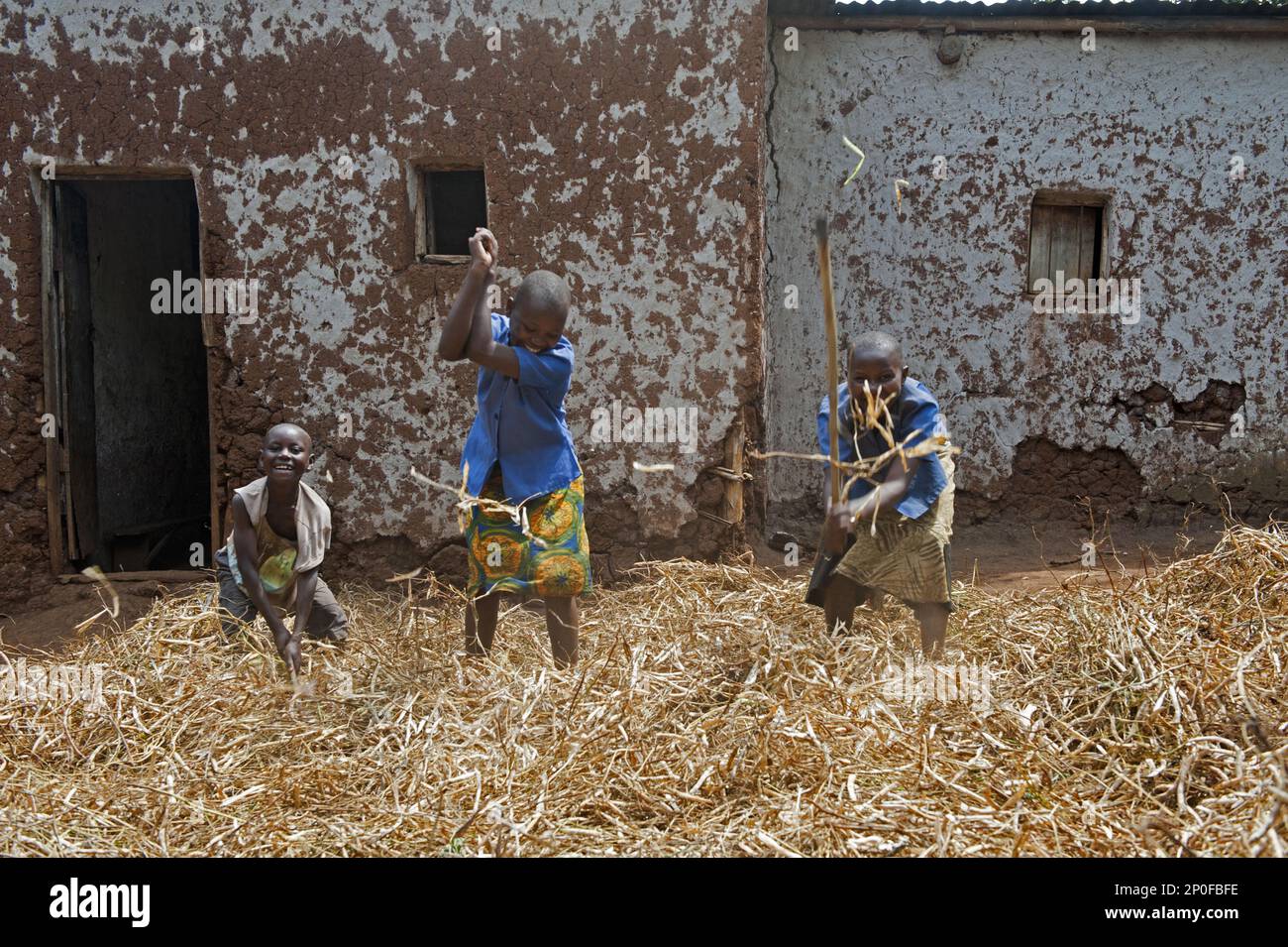 Children threshing the bean crop with sticks in front of their house ...