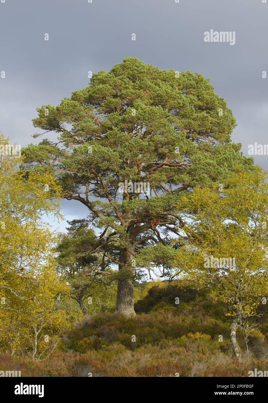 Red pine stand hi-res stock photography and images - Alamy