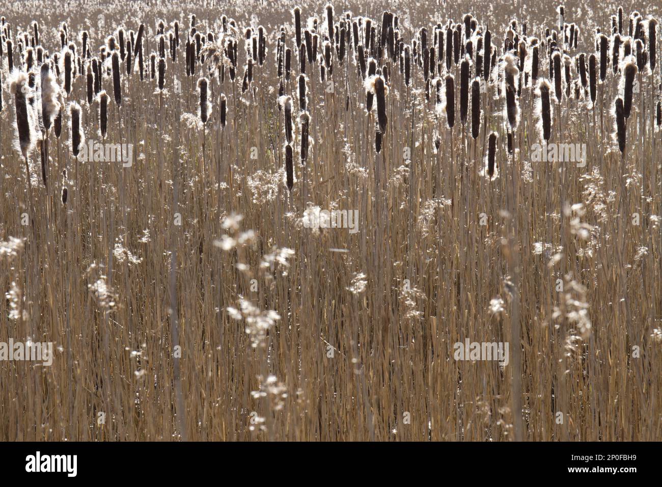 Common reed (Phragmites bulrush (Typha latifolia) in a reedbed ...
