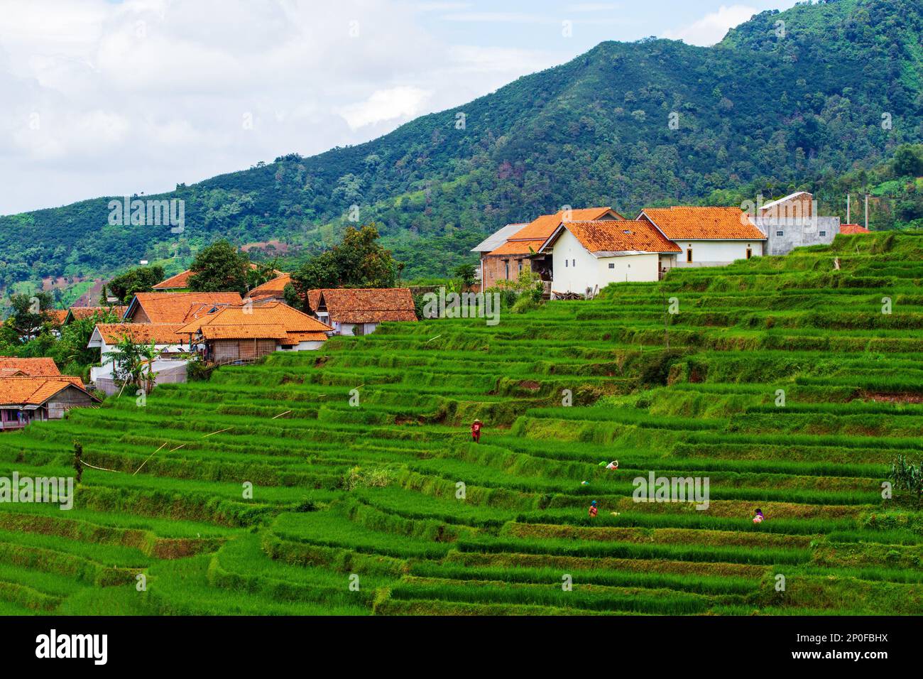 Sumedang, West Java, Indonesia. 3rd Mar, 2023. Farmers works on his ...