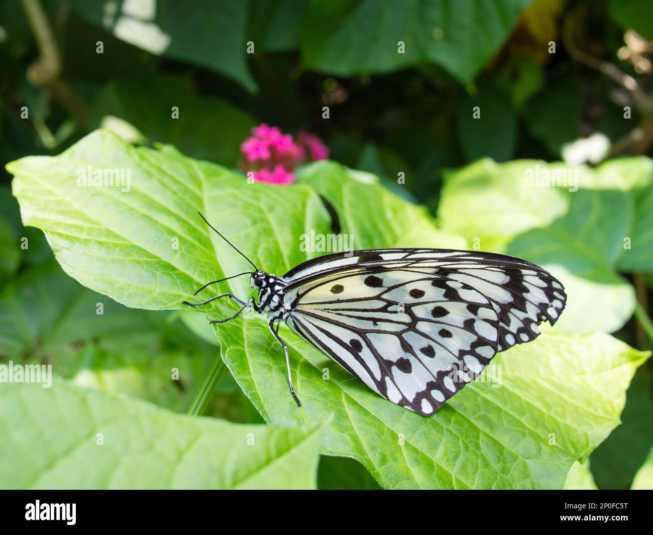 A black and white butterfly known as Malabar tree-nymph resting on a ...