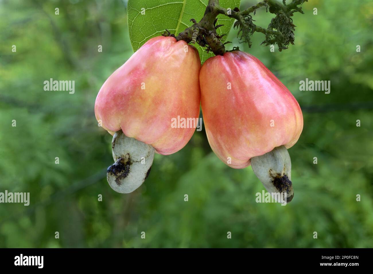 Cashew Nut Tree In Kerala Cashew (Anacardium Occidentale) Nuts And