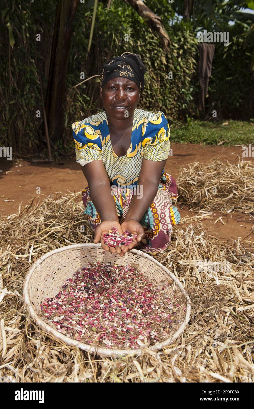 Rwandan farmer sorts harvested beans from the chaff by throwing them ...