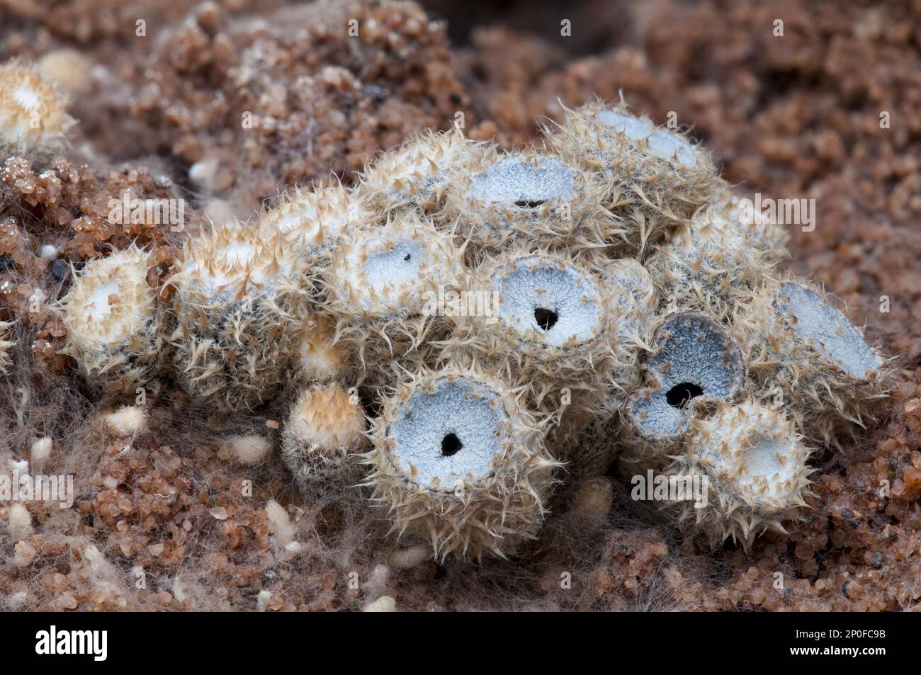 Dung birds nest fungus hi-res stock photography and images - Alamy