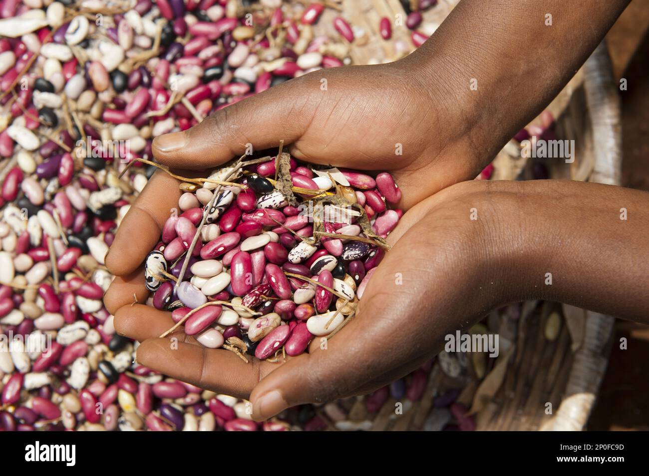 Child looking at freshly harvested beans, a variety of colours. Rwanda ...