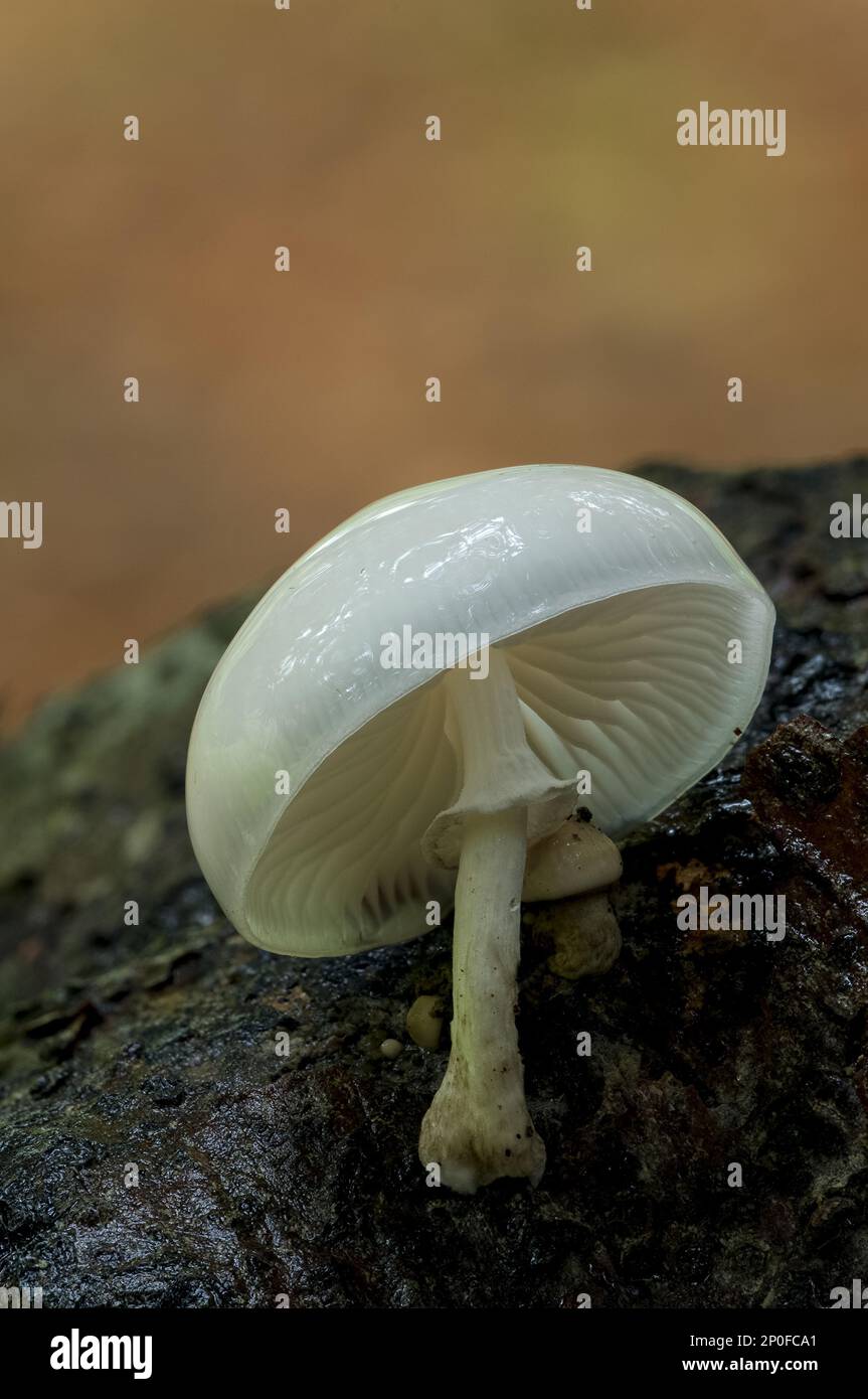 Porcelain fungus (Oudemansiella mucida) growing on dead wood in Clumber ...