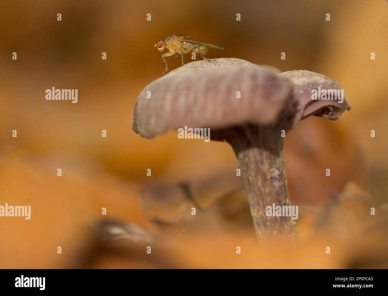 Amethyst blue (Laccaria amethystea) amathyst deceiver with small fly ...