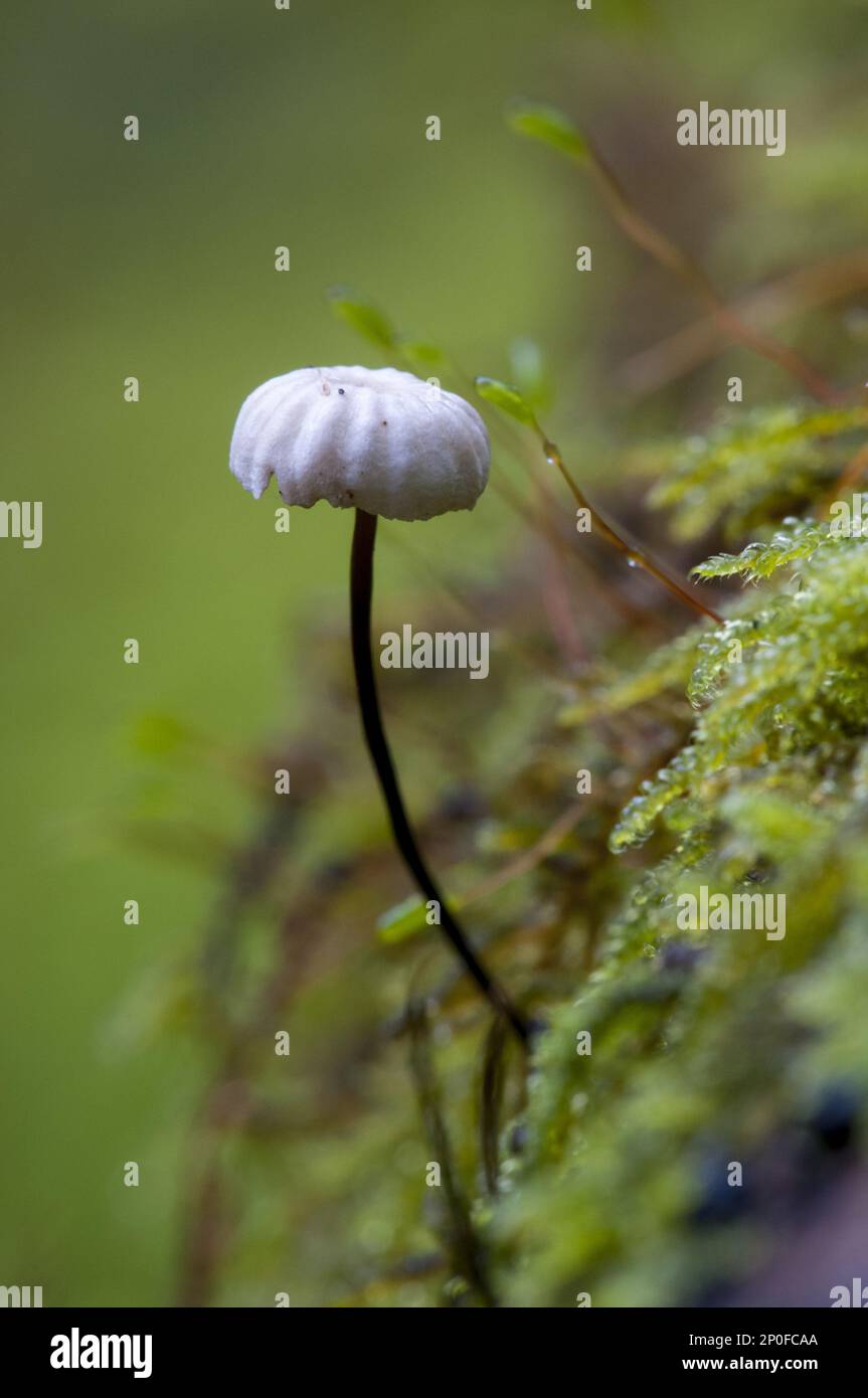 Collared parachute (Marasmius rotula) growing on moss-covered dead wood ...