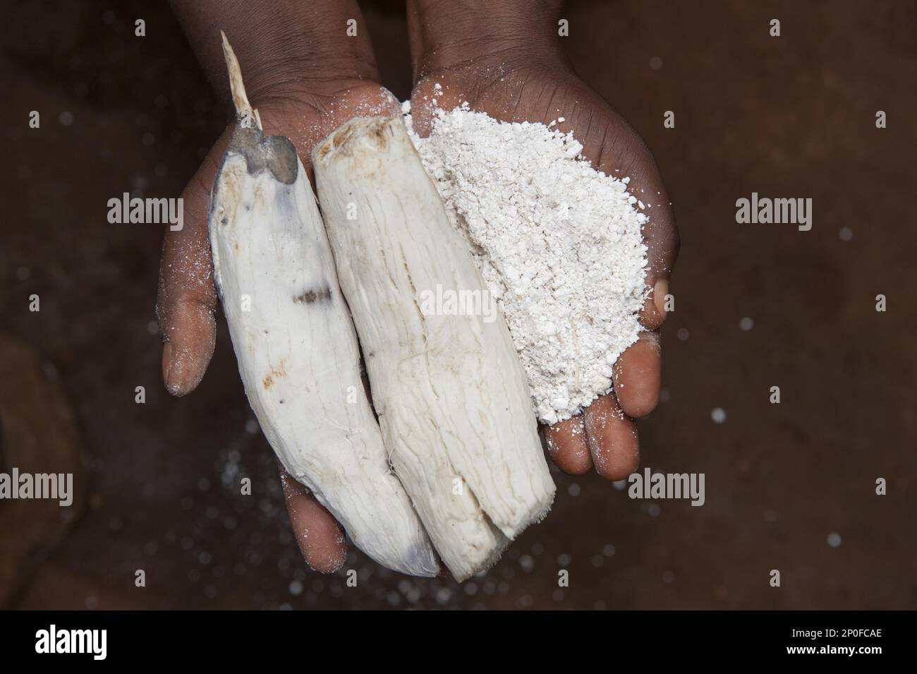 Manioc root and freshly made manioc flour in the hand of a Rwandan lady ...