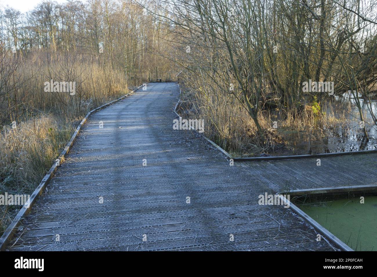 Frosted boardwalk in wetland habitat, Askham Bog Nature Reserve, near ...