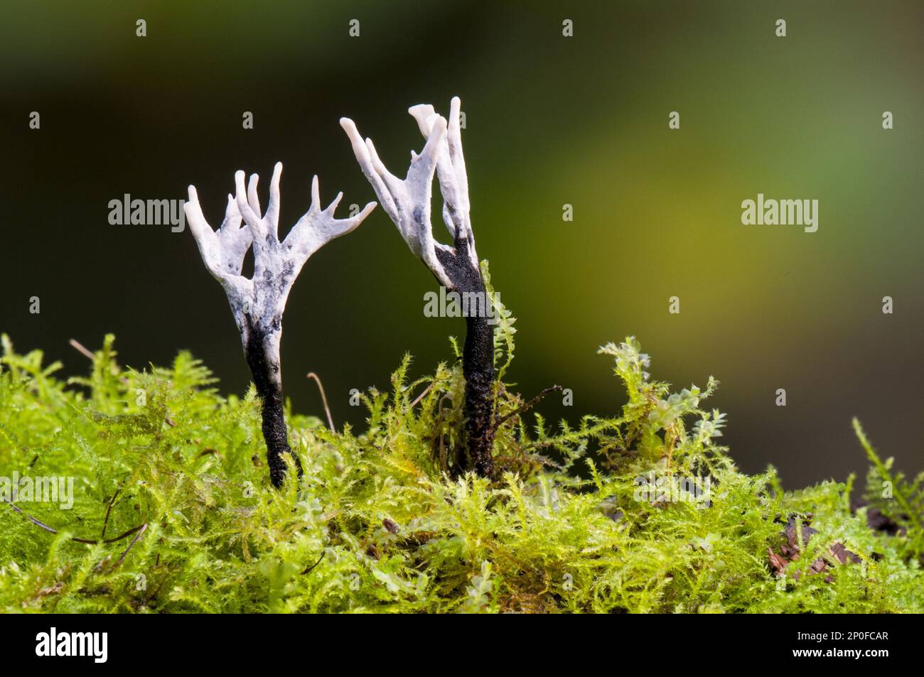 Candlesnuff fungus (Xylaria hypoxylon) growing in moss at Foxglove ...