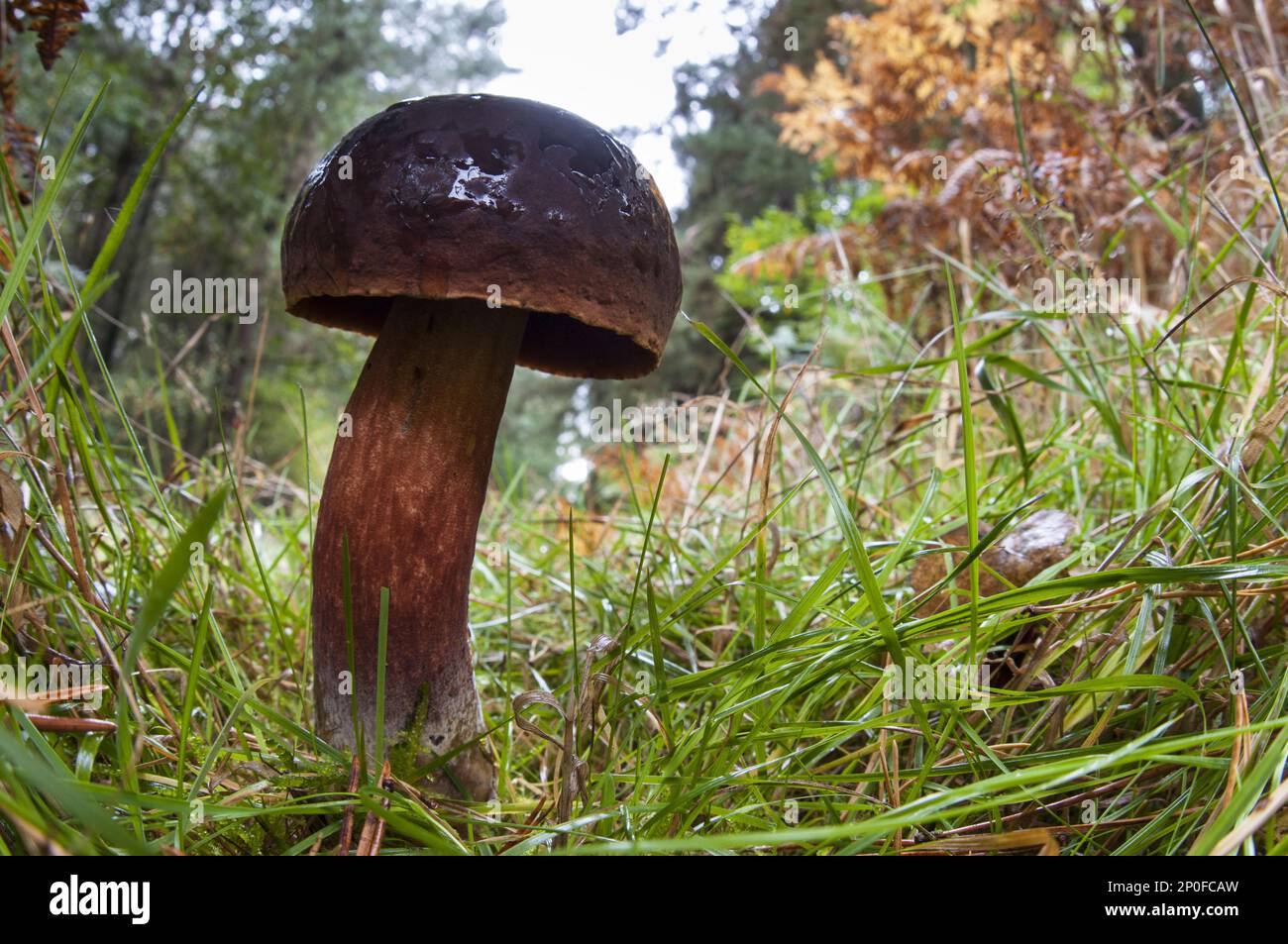 A scarletina bolete (Boletus luridiformis) (formely B. erythropus ...