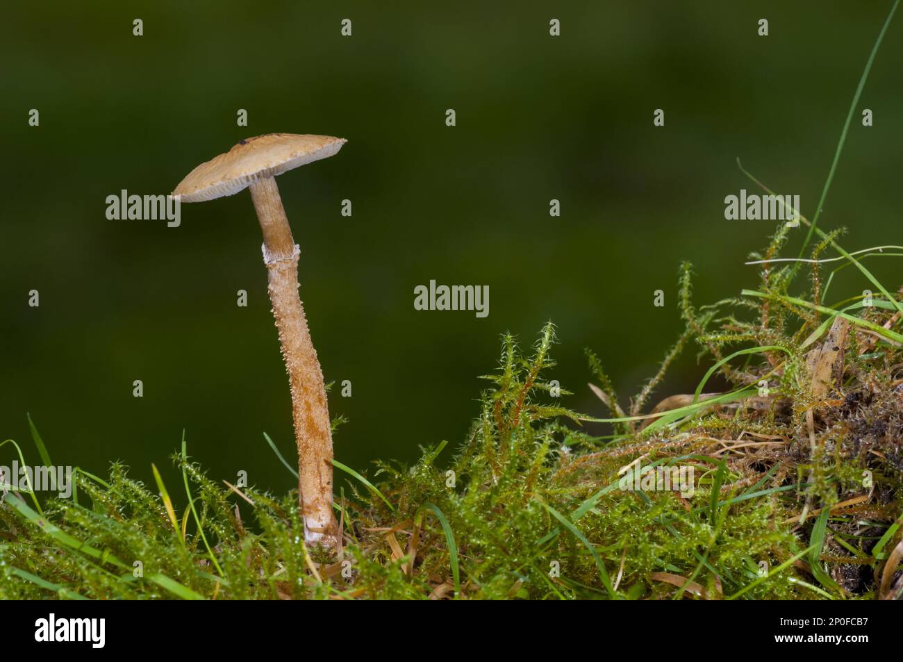 A fruiting body of earthy powdercap fungus (Cystoderma amianthinum ...