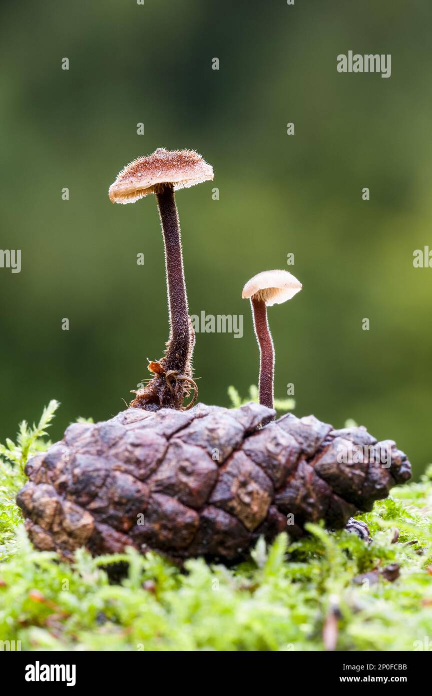 Earpick fungus (Auriscalpium vulgare) growing from a fallen pine cone ...