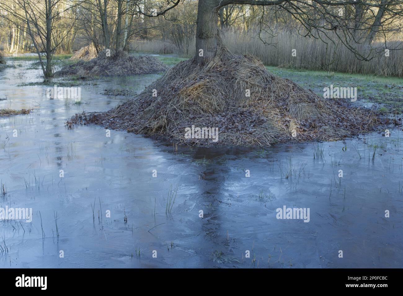 Frozen floodwater and piles of cut hay at bases of trees, Askham Bog ...