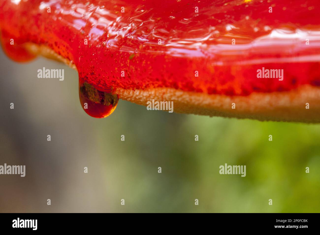 Growing Blood Drop