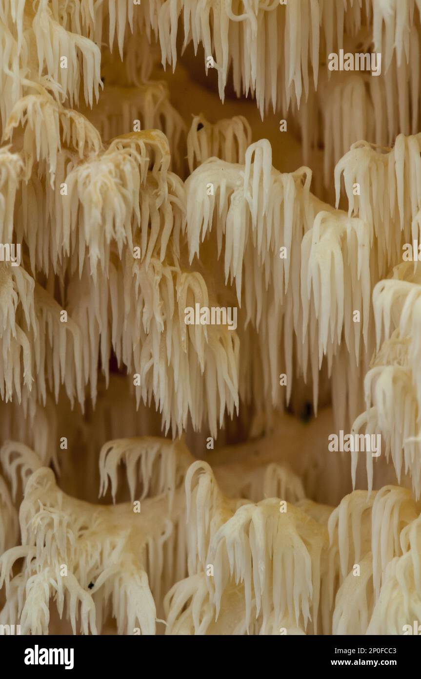 Close-up detail of the fruiting body of the rare coral tooth (Hericium ...
