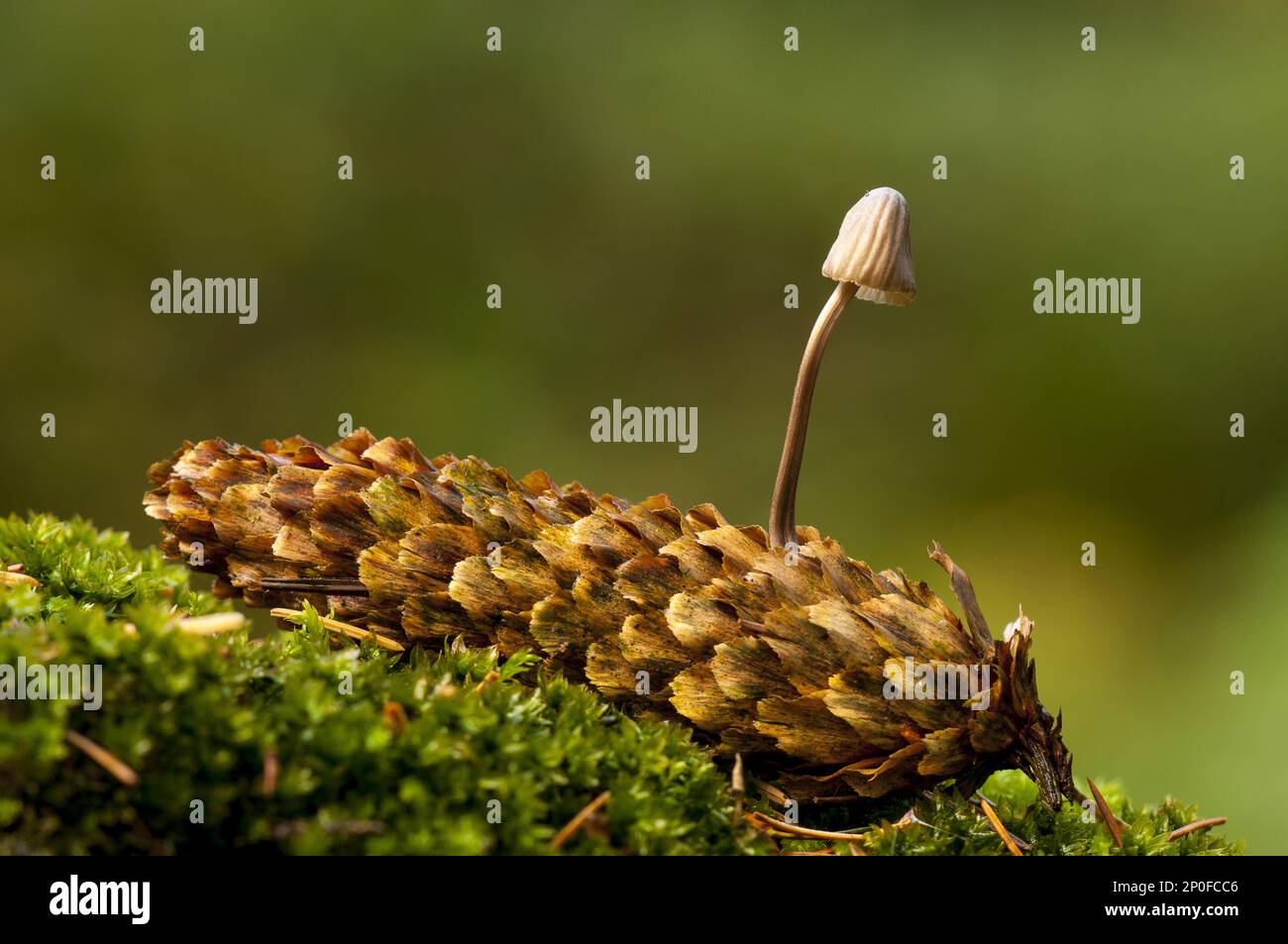 A milking bonnet (Mycena galopus) growing from the cone of a blue ...