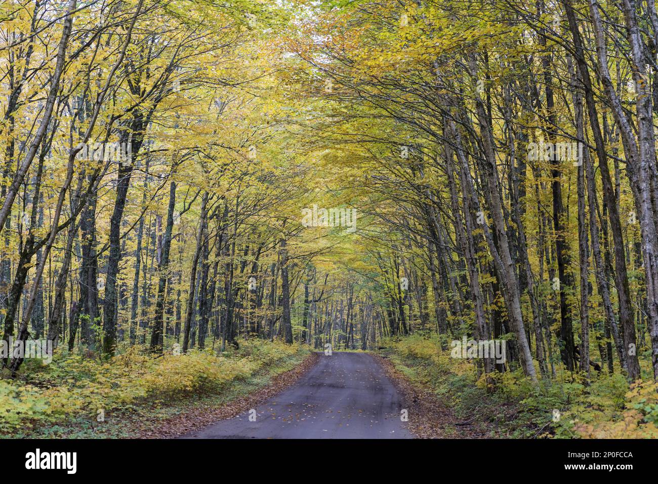 Forest trail in autumn, Jacques Cartier National Park, Quebec Province ...