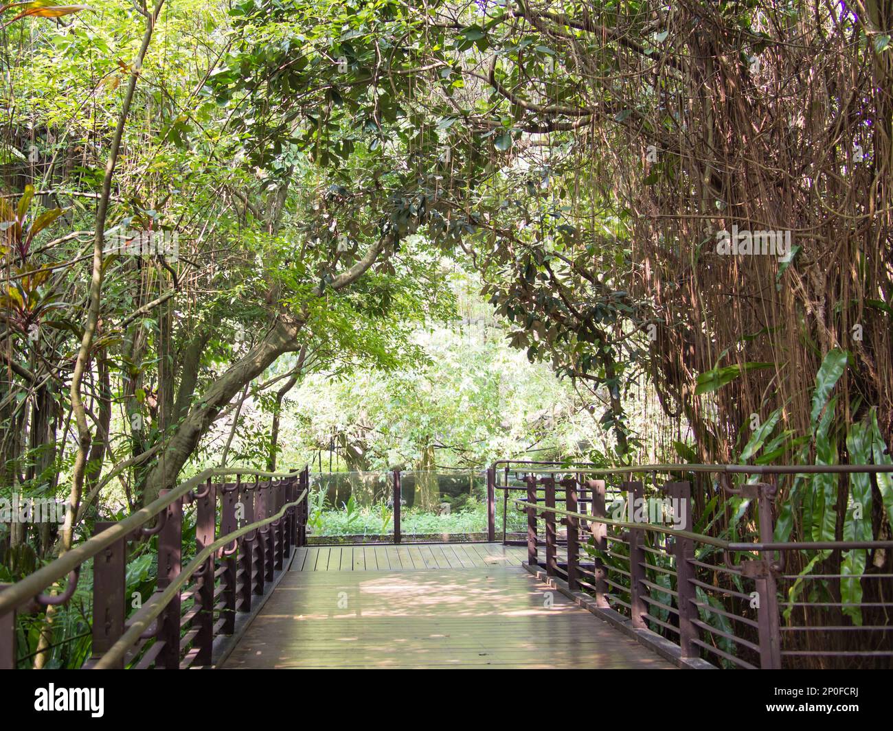 A walkway lined with trees in the Tropical Rainforest area of Taipei ...