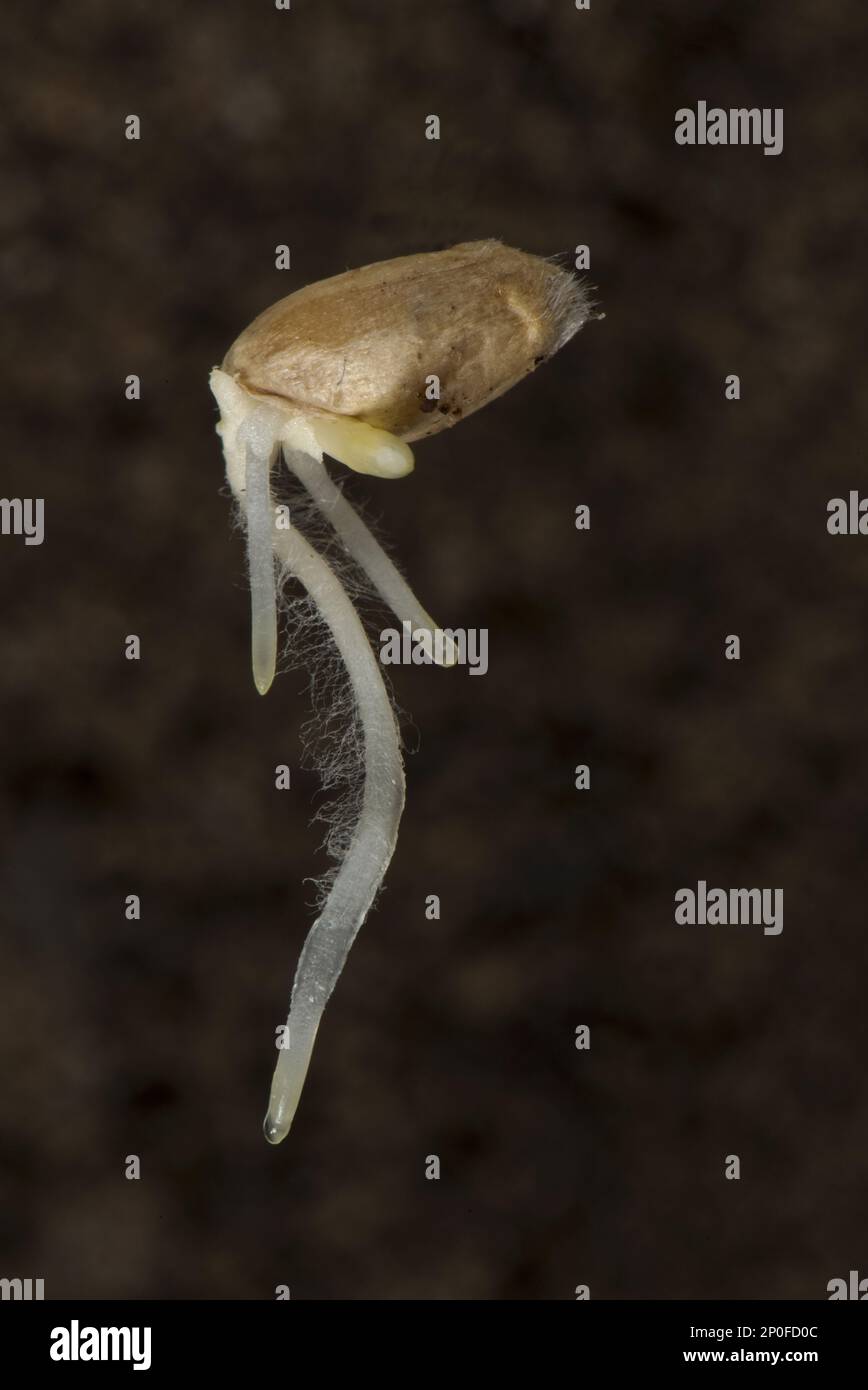 Germinating seed of winter wheat (Triticum aestivum), with radicle ...