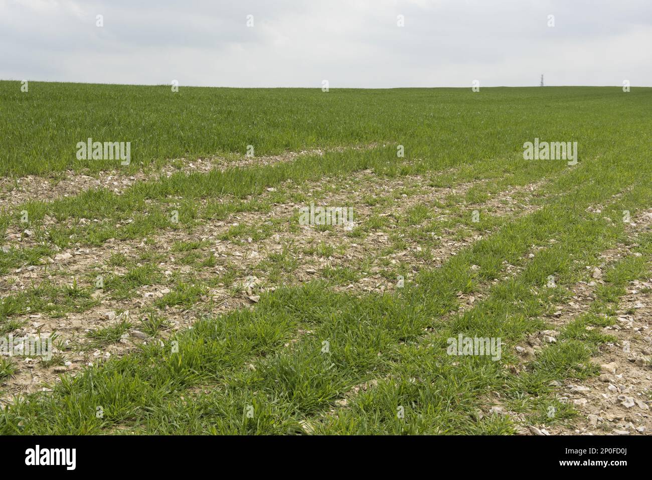 Rabbit or hare grazing damage to a young field of oats, Berkshire Stock ...