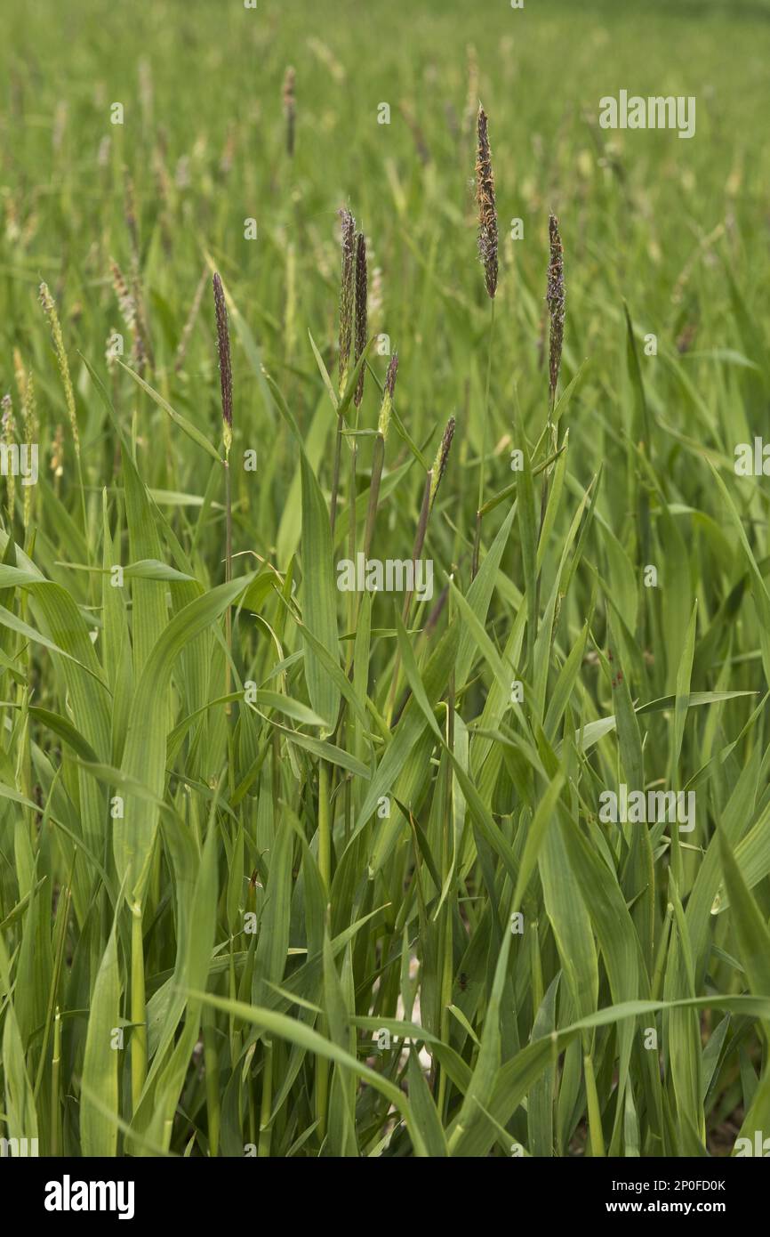 Blackgrass, Alopecurus myosuroides, flowering in a weak oats crop Stock ...
