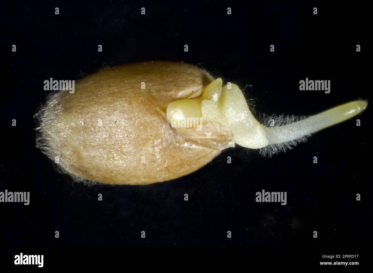 Germinating seed of winter wheat (Triticum aestivum), with radicle ...