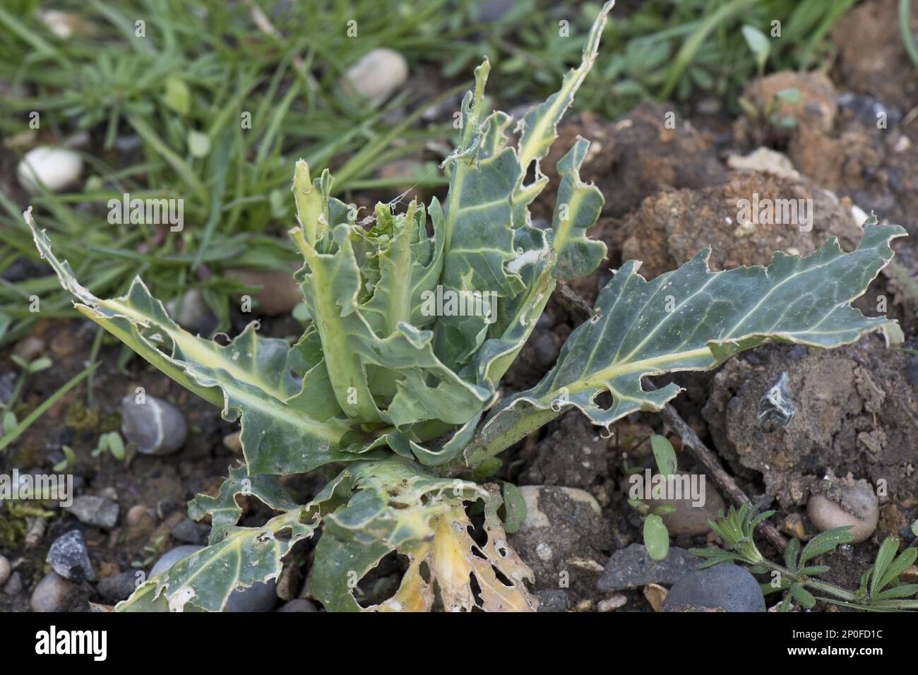 Pigeon (Columba palumbus), feeding damage to a cabbage plant in winter ...