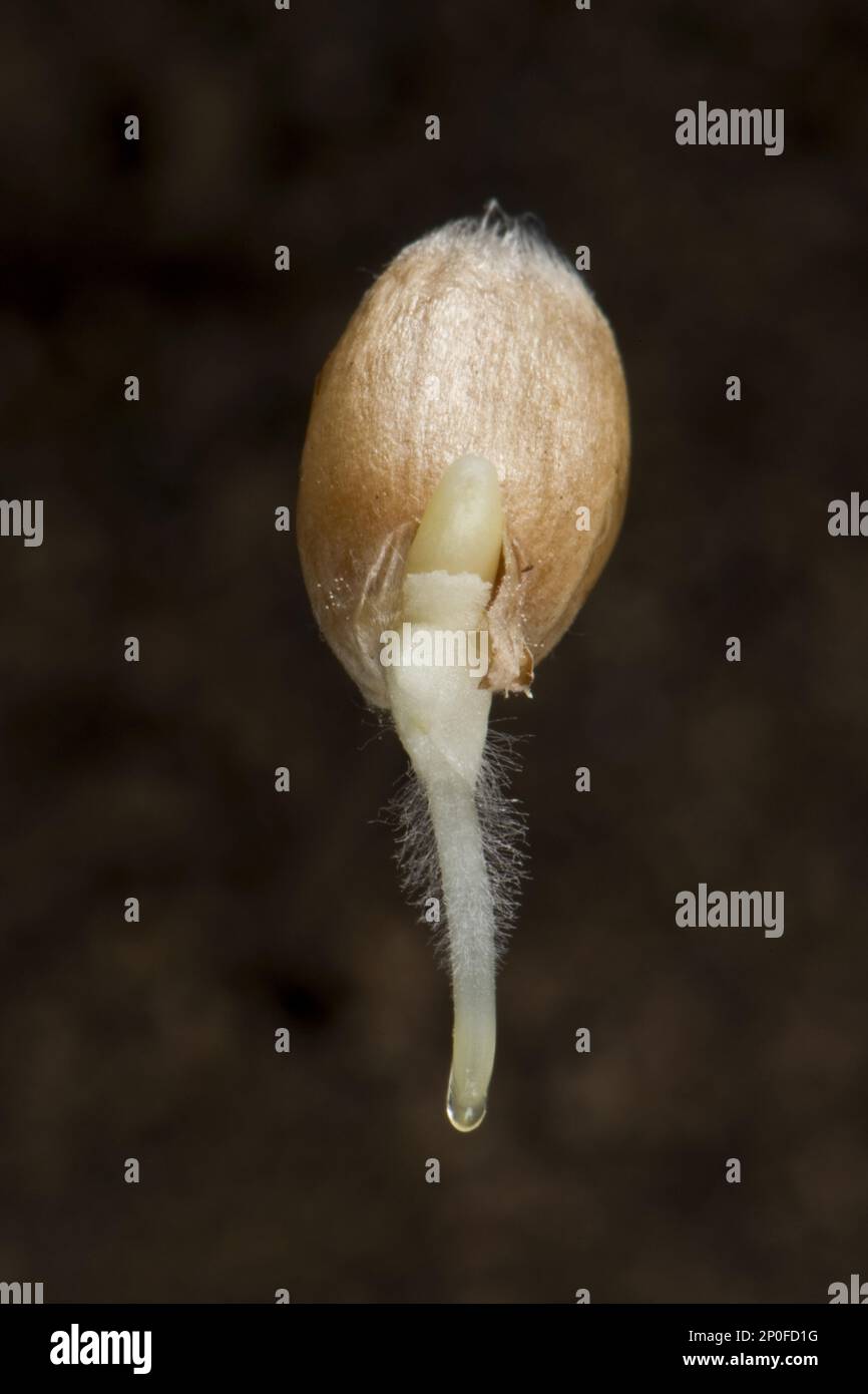 Coleoptile hi-res stock photography and images - Alamy