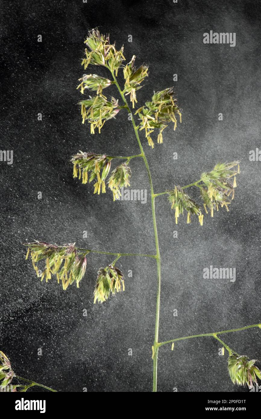 Cocksfoot (Dactylis glomerata), flowering spike with anthers releasing ...