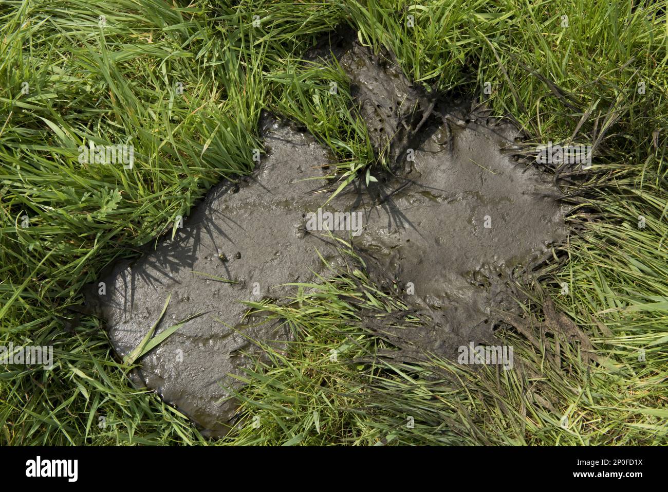 A fresh runny cow pat from a cow grazing on young spring grass ...