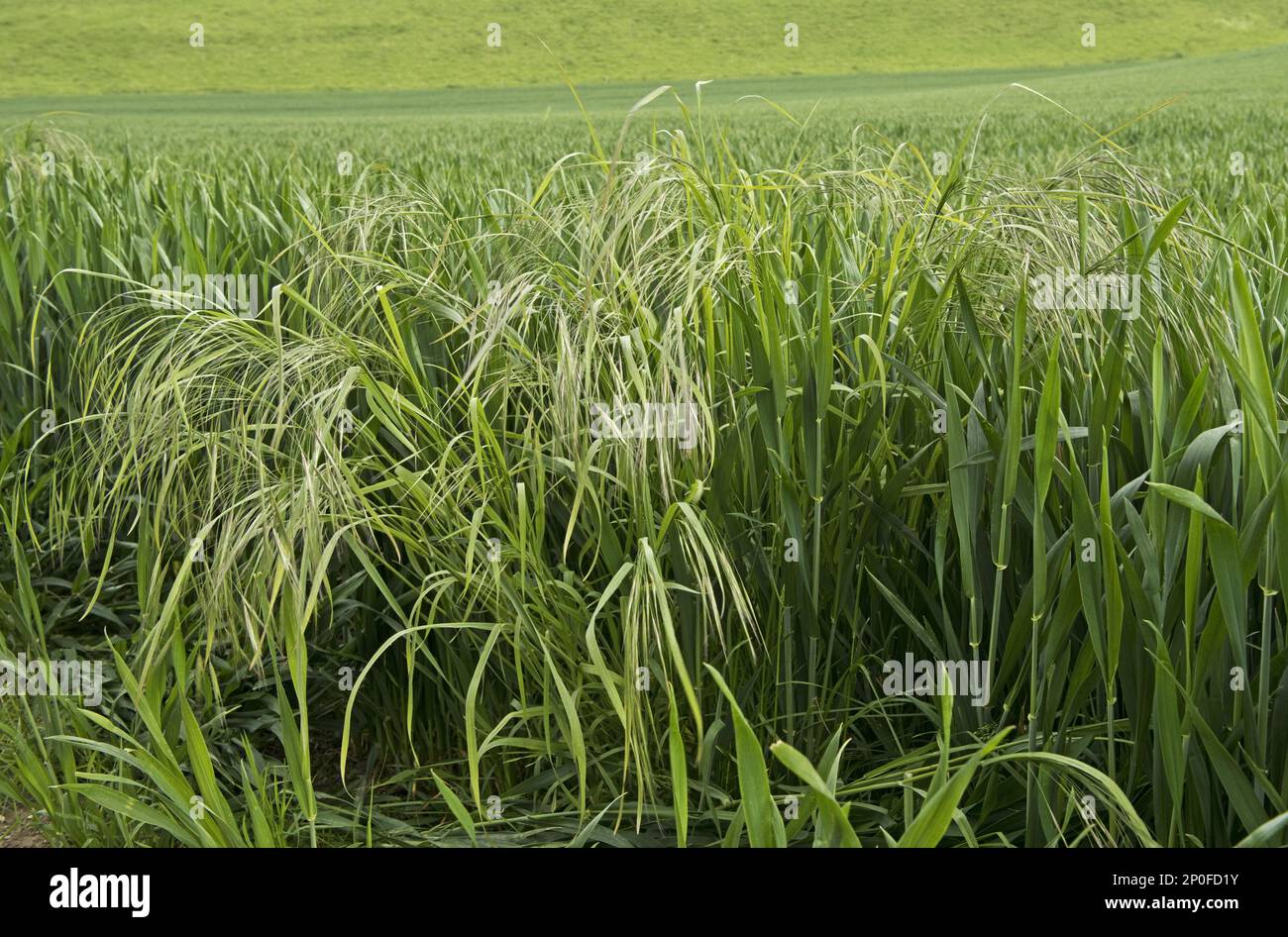 Sterile or barren brome (Bromus) sterilis, flower spikes of grass weeds ...