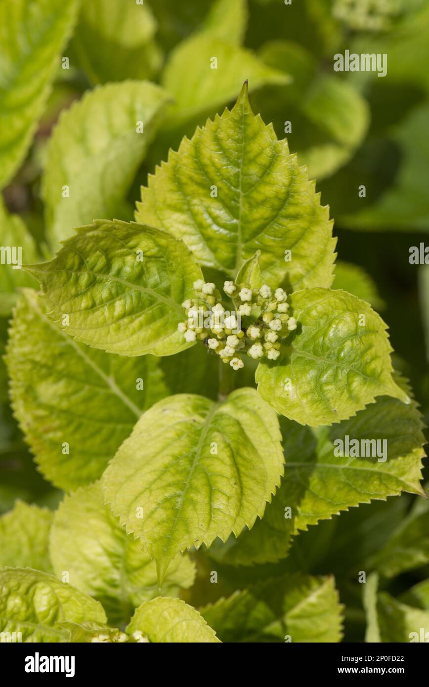 Chlorosis caused by iron deficiency on the leaves of a (Hydrangea ...