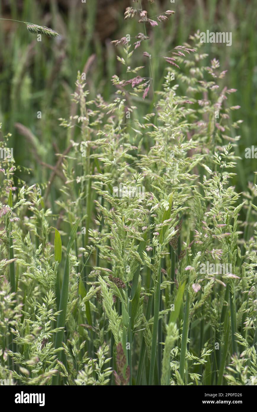 Yorkshire fog (Holcus lanatus), flowering grasses in a meadow Stock ...