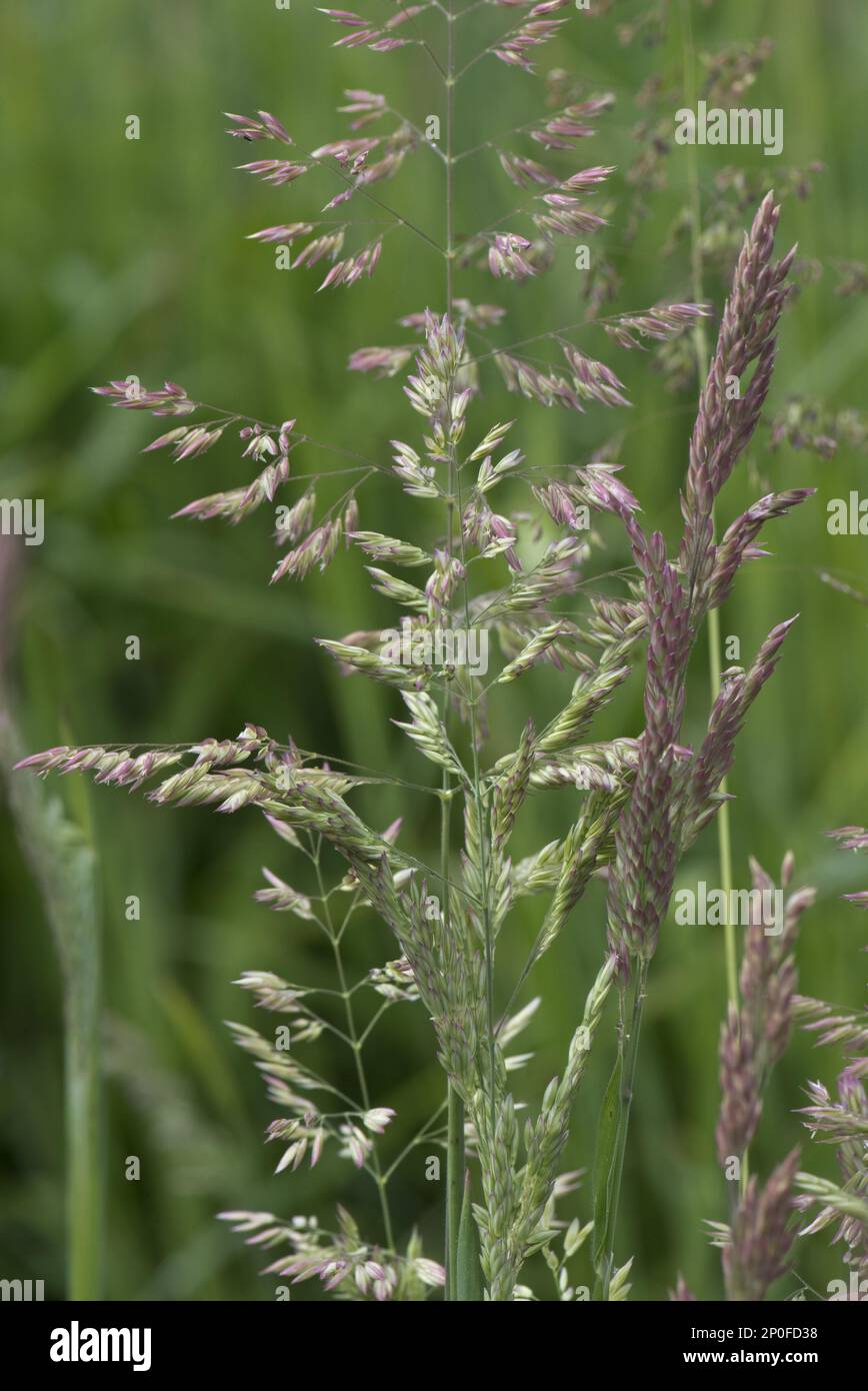Yorkshire fog (Holcus lanatus), flowering grasses in a meadow Stock ...