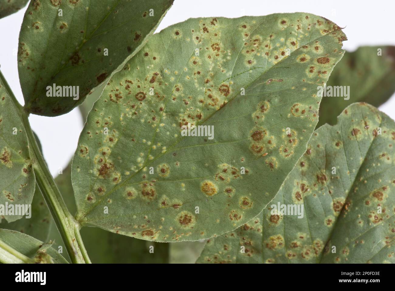Faba broad bean rust uromyces hi-res stock photography and images - Alamy