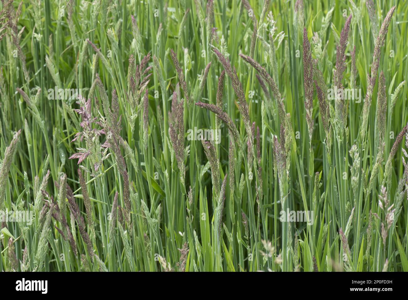 Yorkshire fog (Holcus lanatus), flowering grasses in a meadow Stock ...