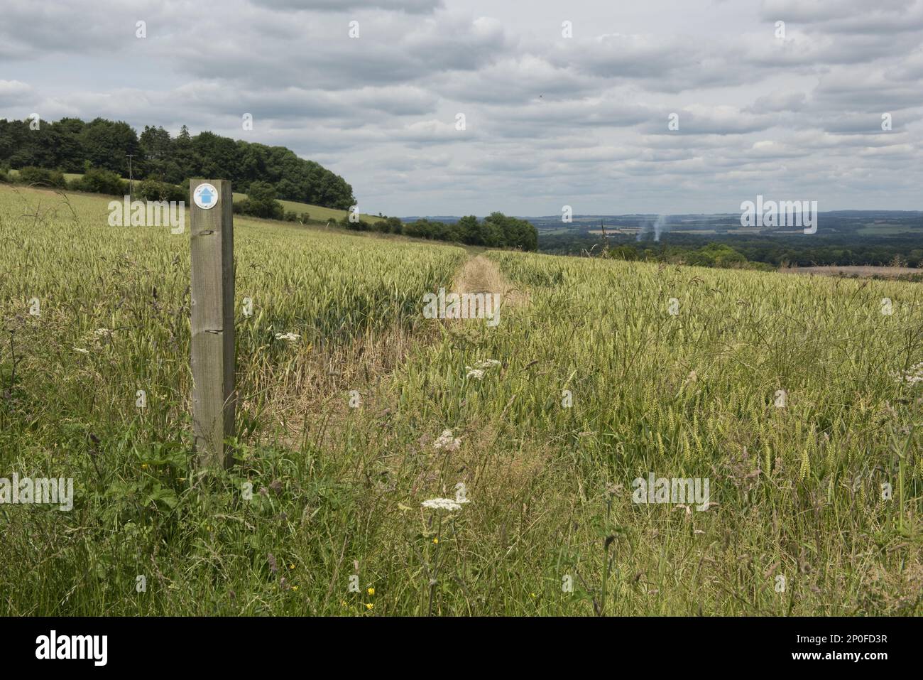 Footpath signs and path through the stages of a winter wheat field on ...