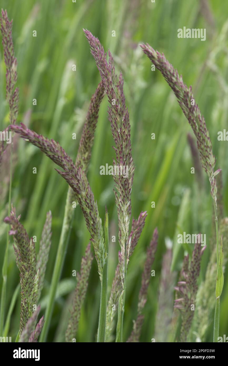 Yorkshire fog (Holcus lanatus), flowering grasses in a meadow Stock ...