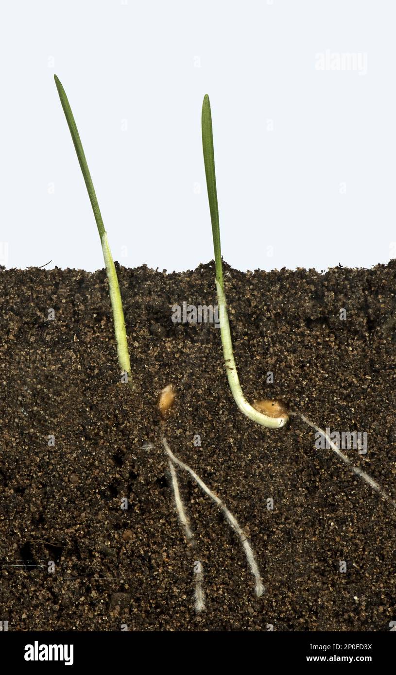 Wheat seeds germinating in a glass-sided container and showing root and ...