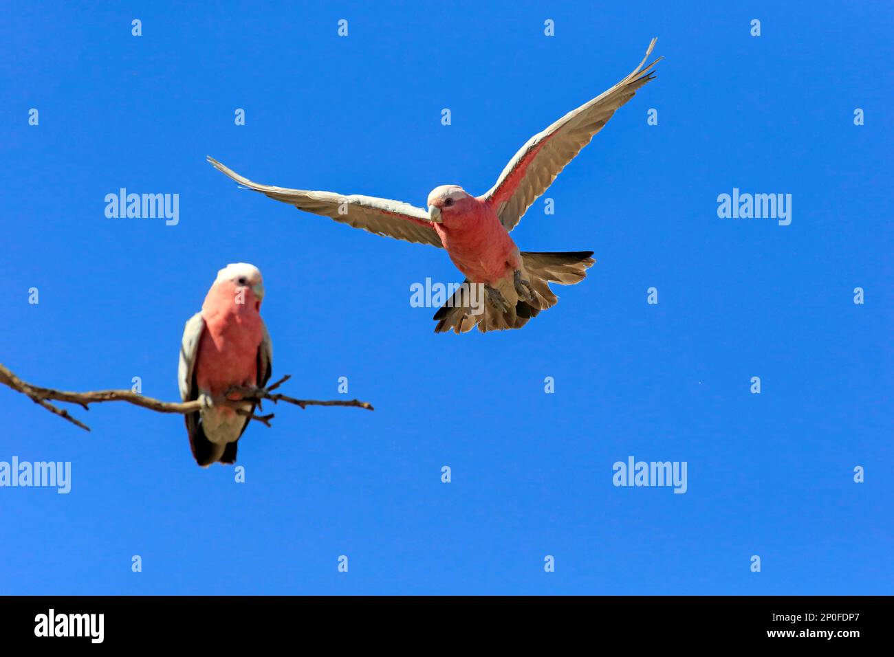Pink Cockatoo, pair flying, Sturt National Park, New South Wales ...